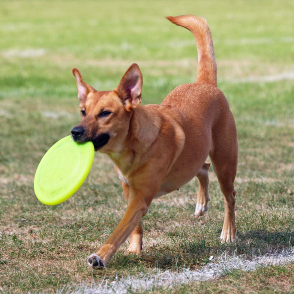 Shade Structures for Dog Kennels and Dog Parks - Creative Shade Solutions